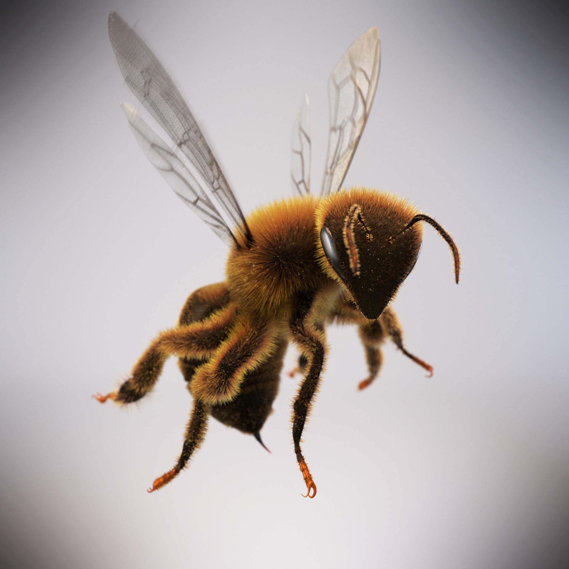 Angry Bee