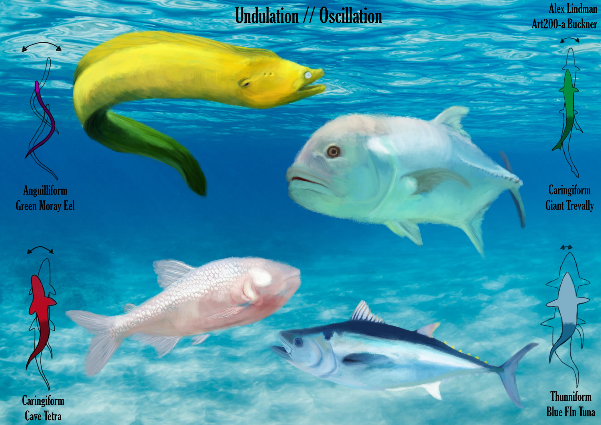 ArtStation - Fish Studies