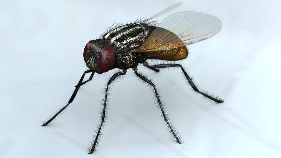 ArtStation - Mosca 3D