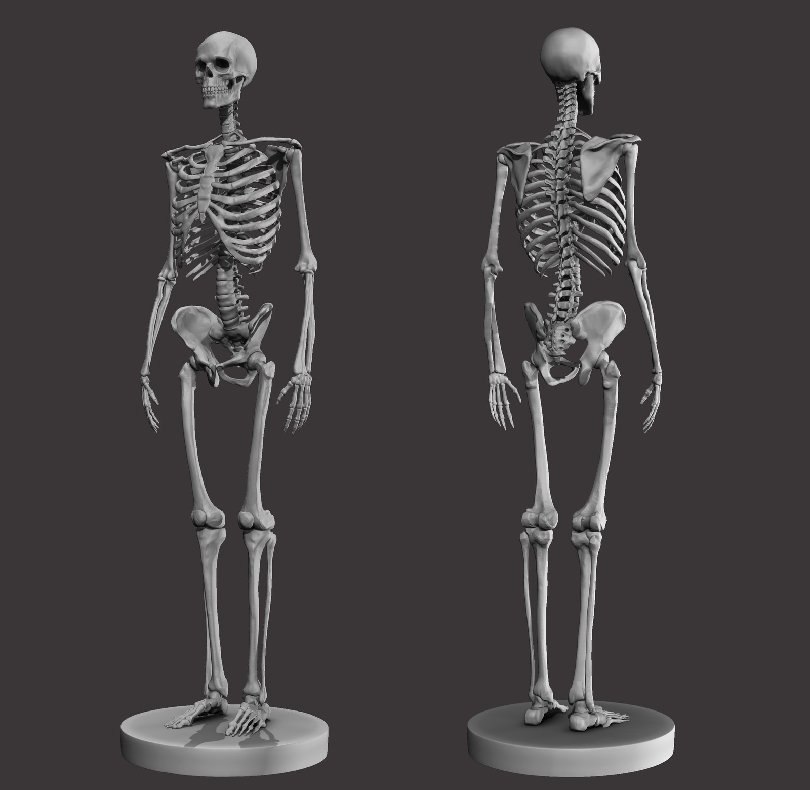 Galymzhan Ashimbayev - Ecorche and skeleton