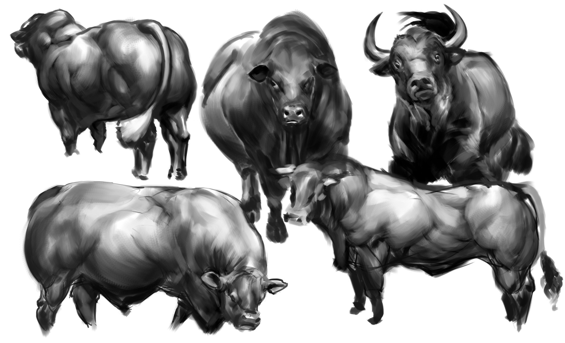 ArtStation - Cow Study