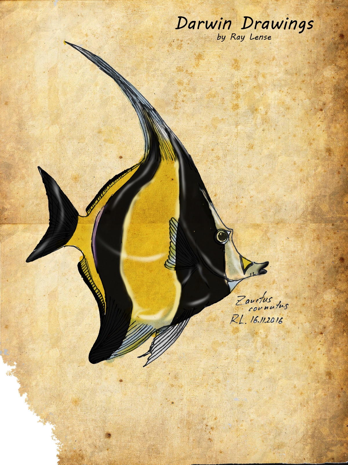 Ray Lense - Darwin Drawings