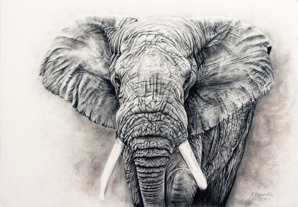 elephant charcoal drawing