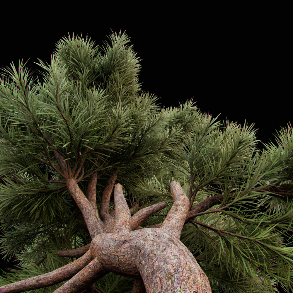 ArtStation - Curved Pine