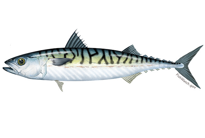 Karen Koon - Fish - Atlantic Mackeral