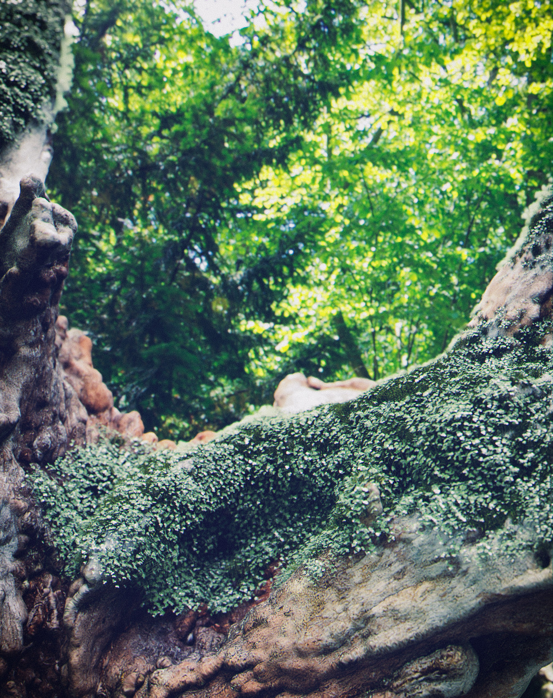 ArtStation - Magic Moss