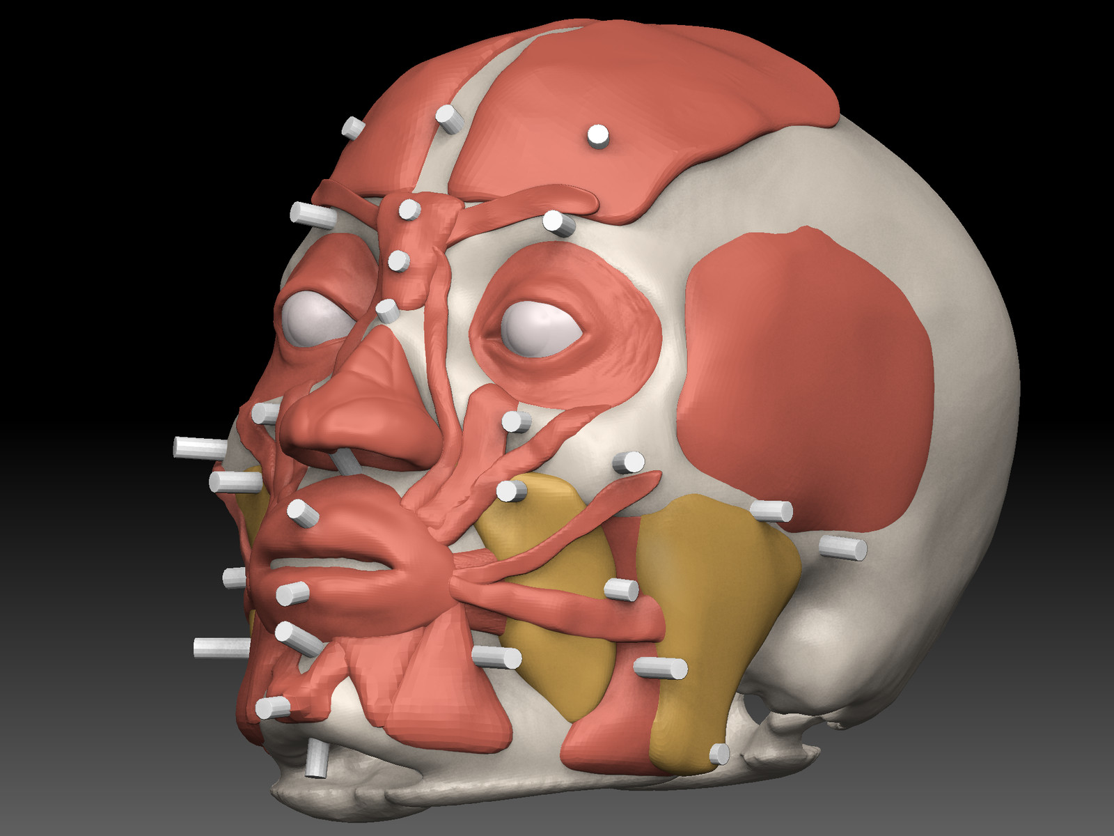 Matthew Brockman - Forensic Facial Reconstruction