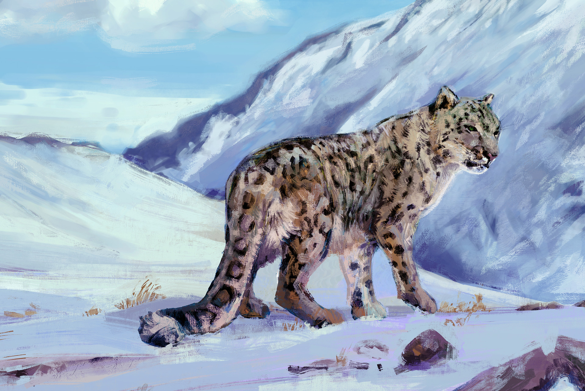 ArtStation - Snow Leopard Study