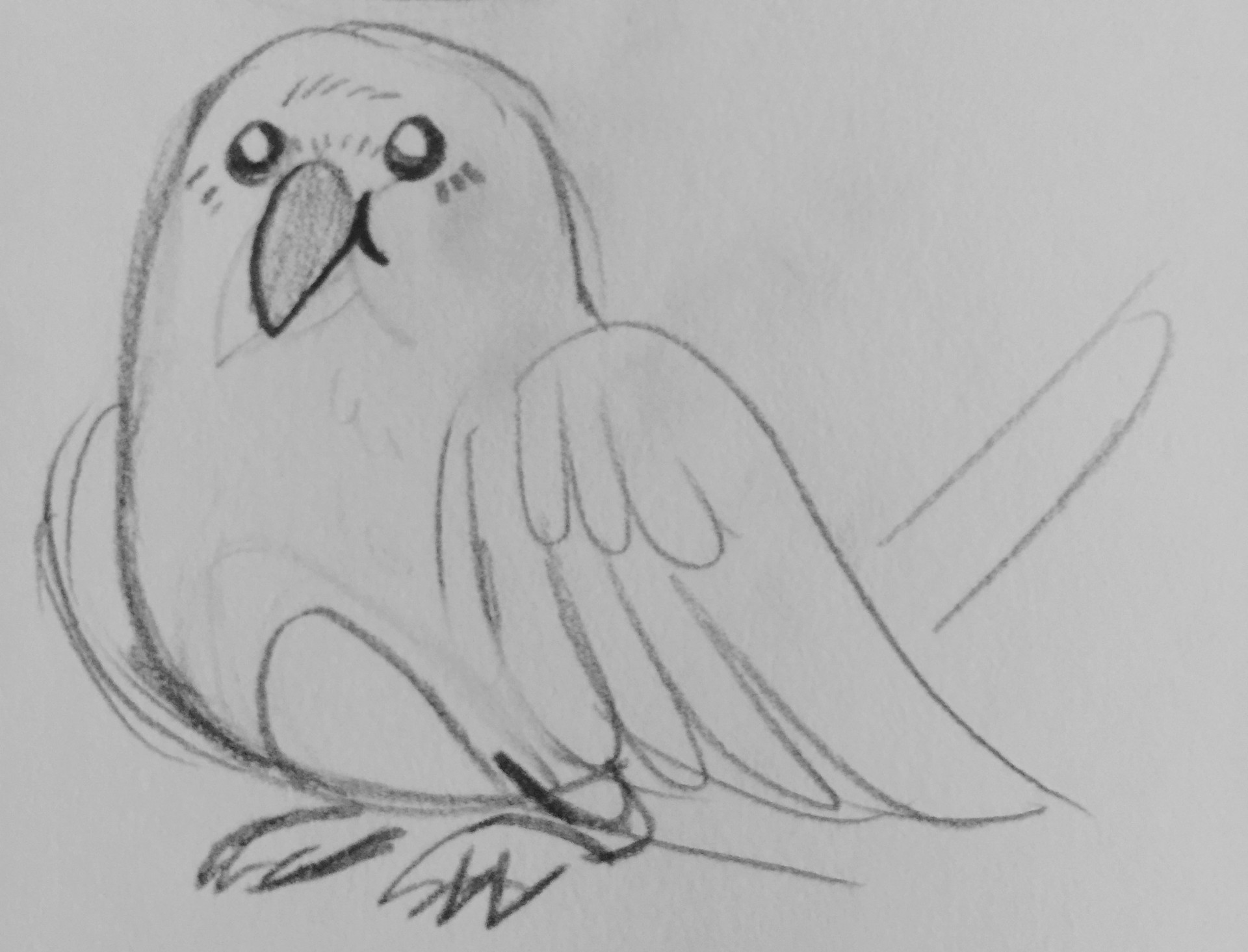 how to draw a orange bellied parrot