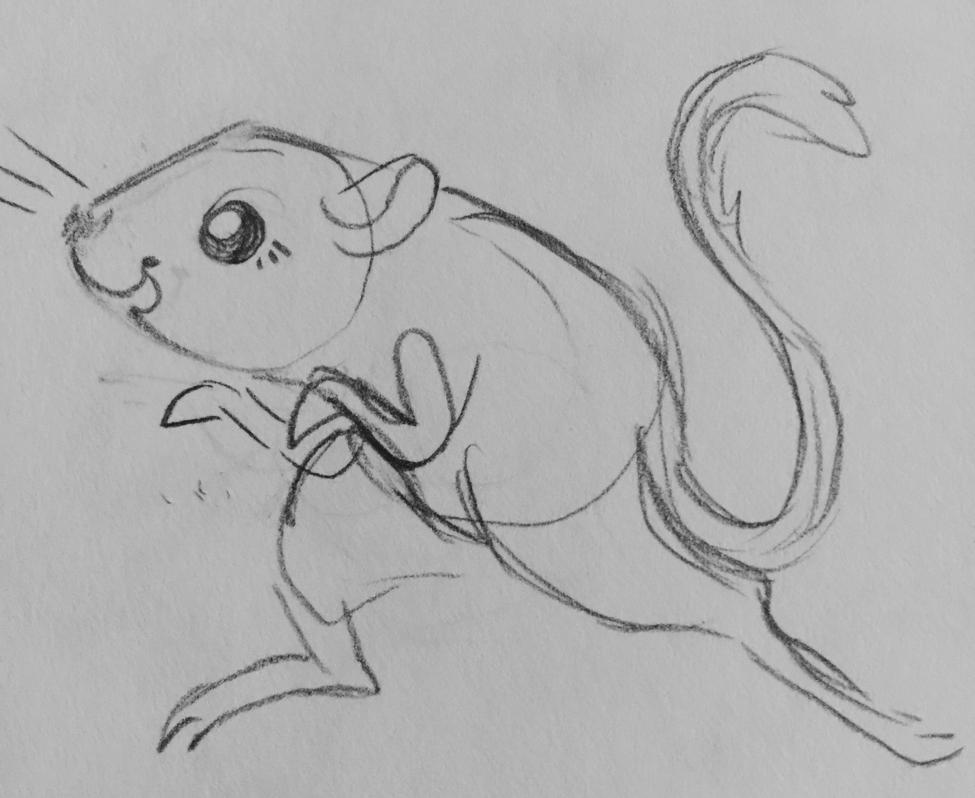 how to draw a kangaroo mouse