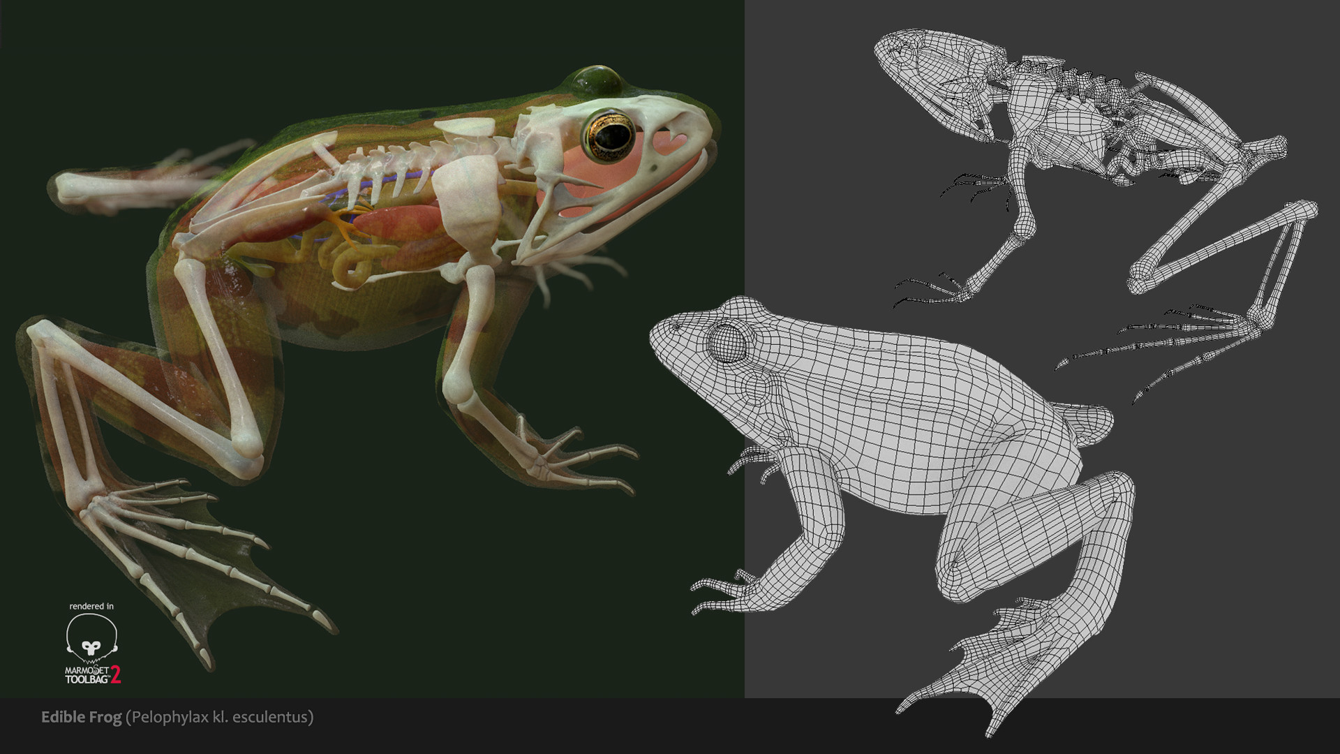 Frog Eye Anatomy