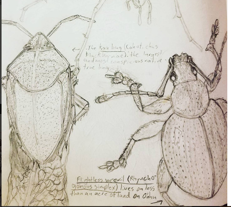 William Mitchell - Illustration