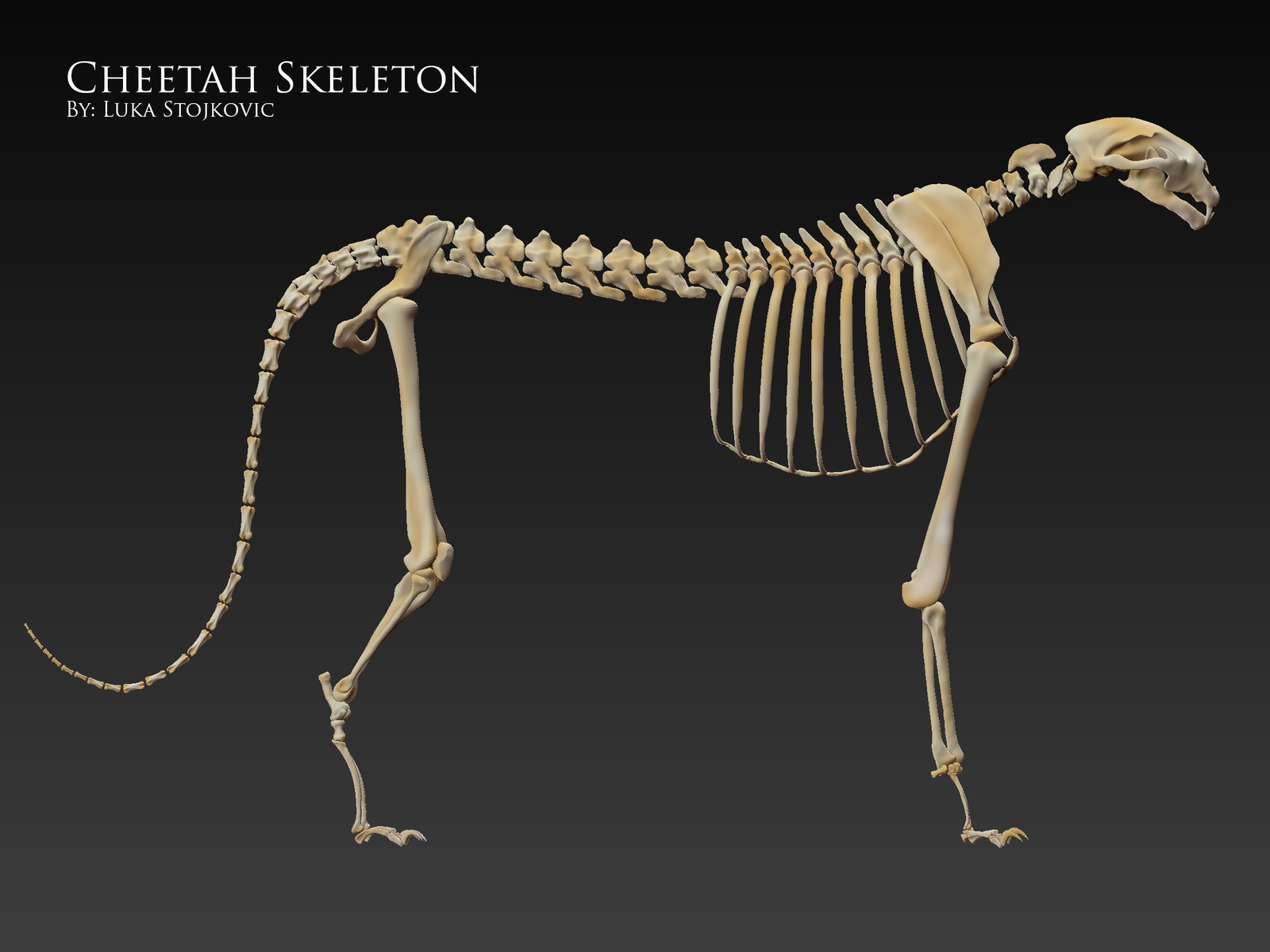 Luka Stojkovic - Cheetah Skeleton