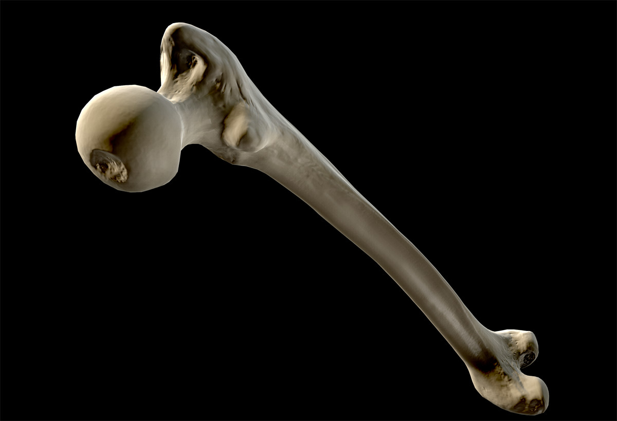 Alexander Watkinson - 3D Human Femur Study