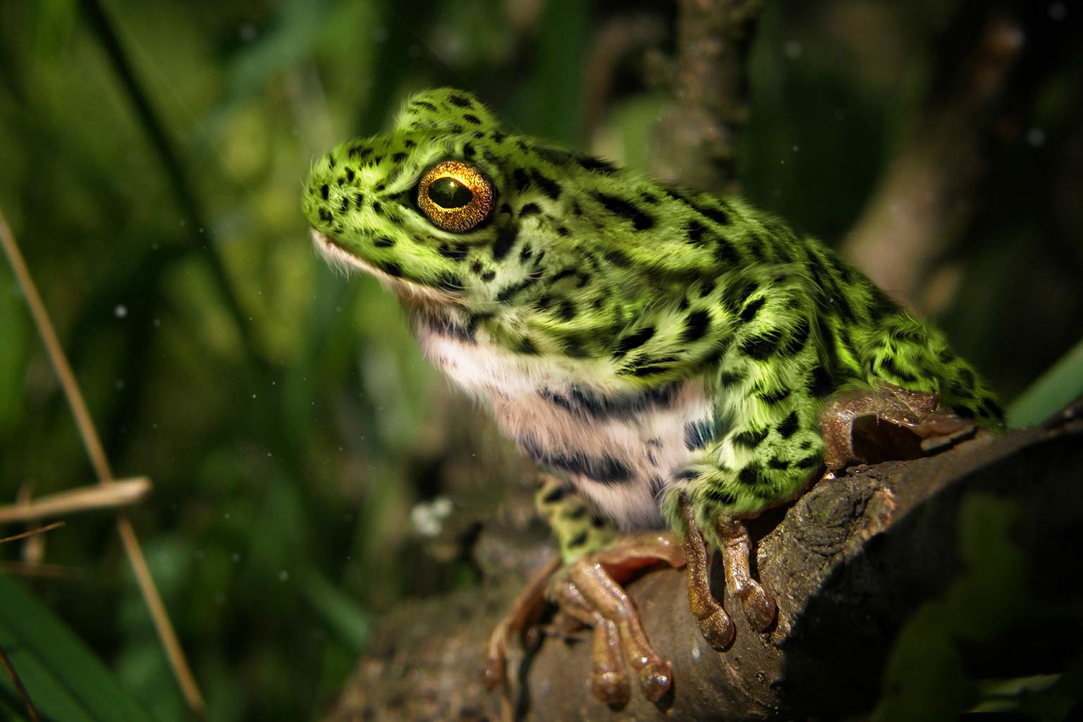 ArtStation - Fuzzy Leopard Frog