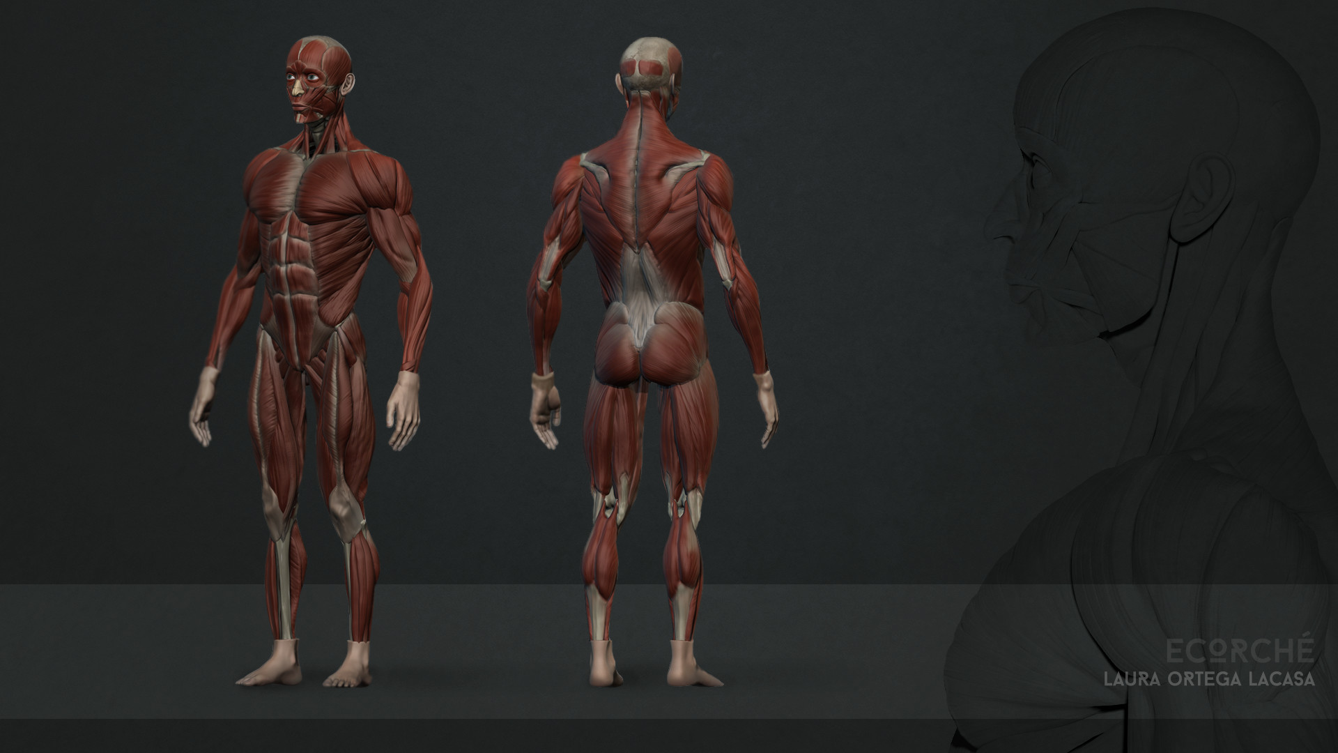 Laura Ortega - Male ecorche anatomy