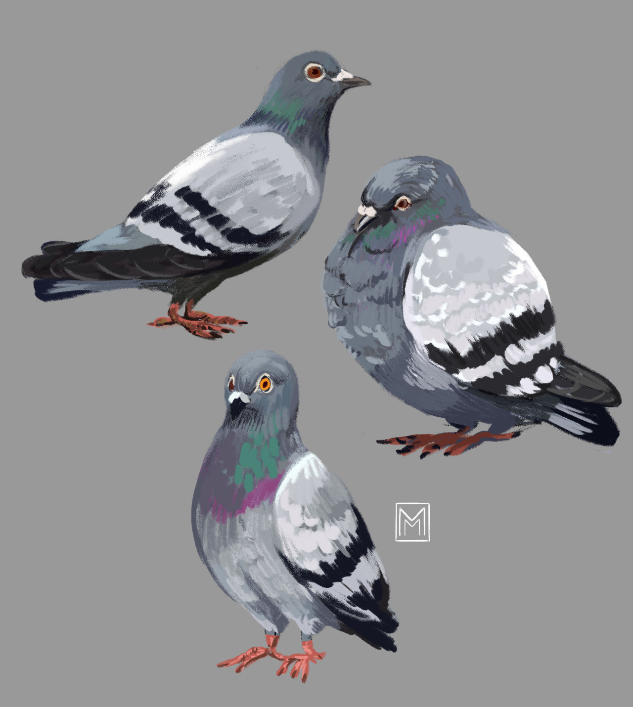 ArtStation - Pigeon study