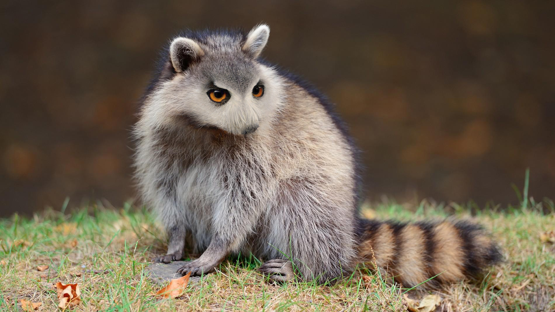 ArtStation - Raccowl