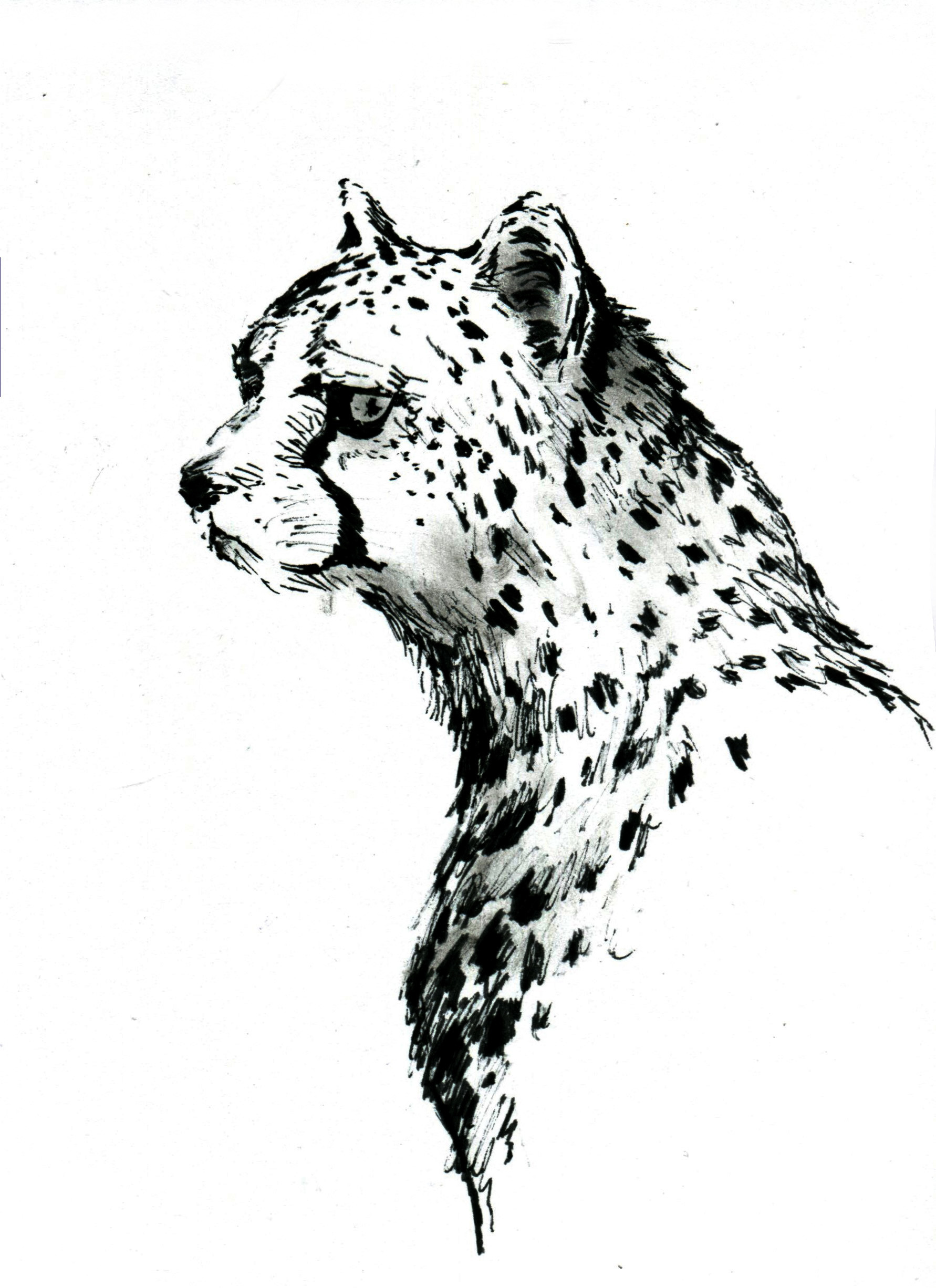 ArtStation - Animal drawings