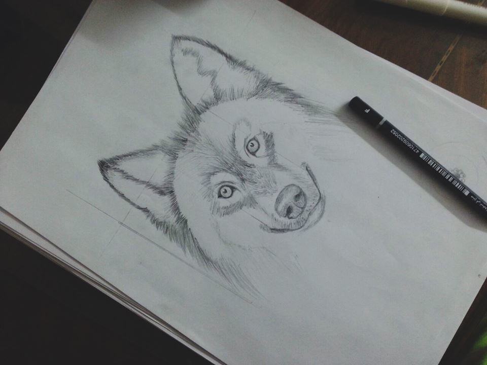 ArtStation - Wolf Sketch