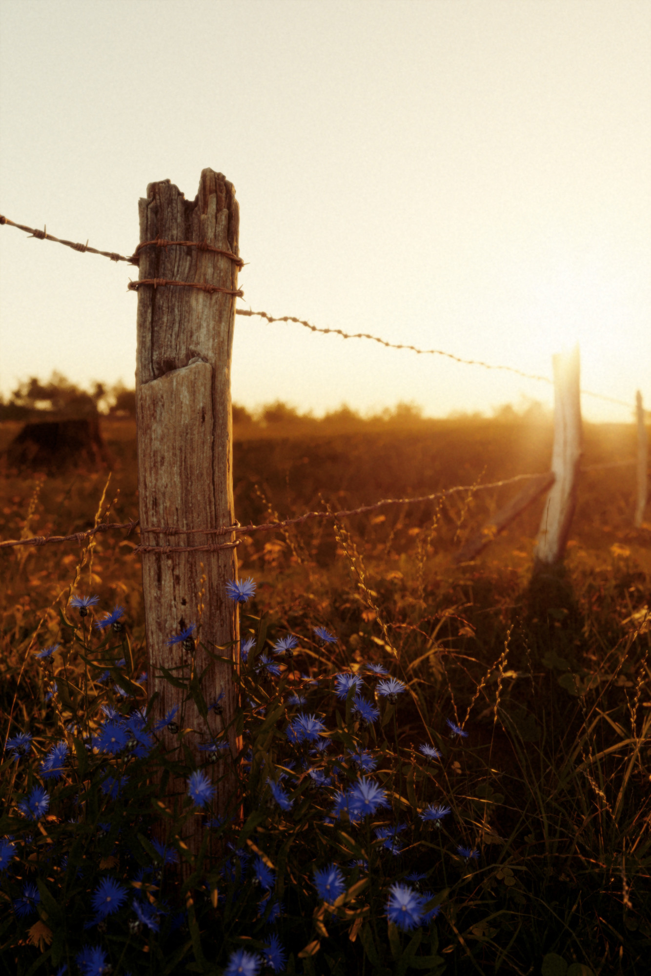 ArtStation - Peaceful Country