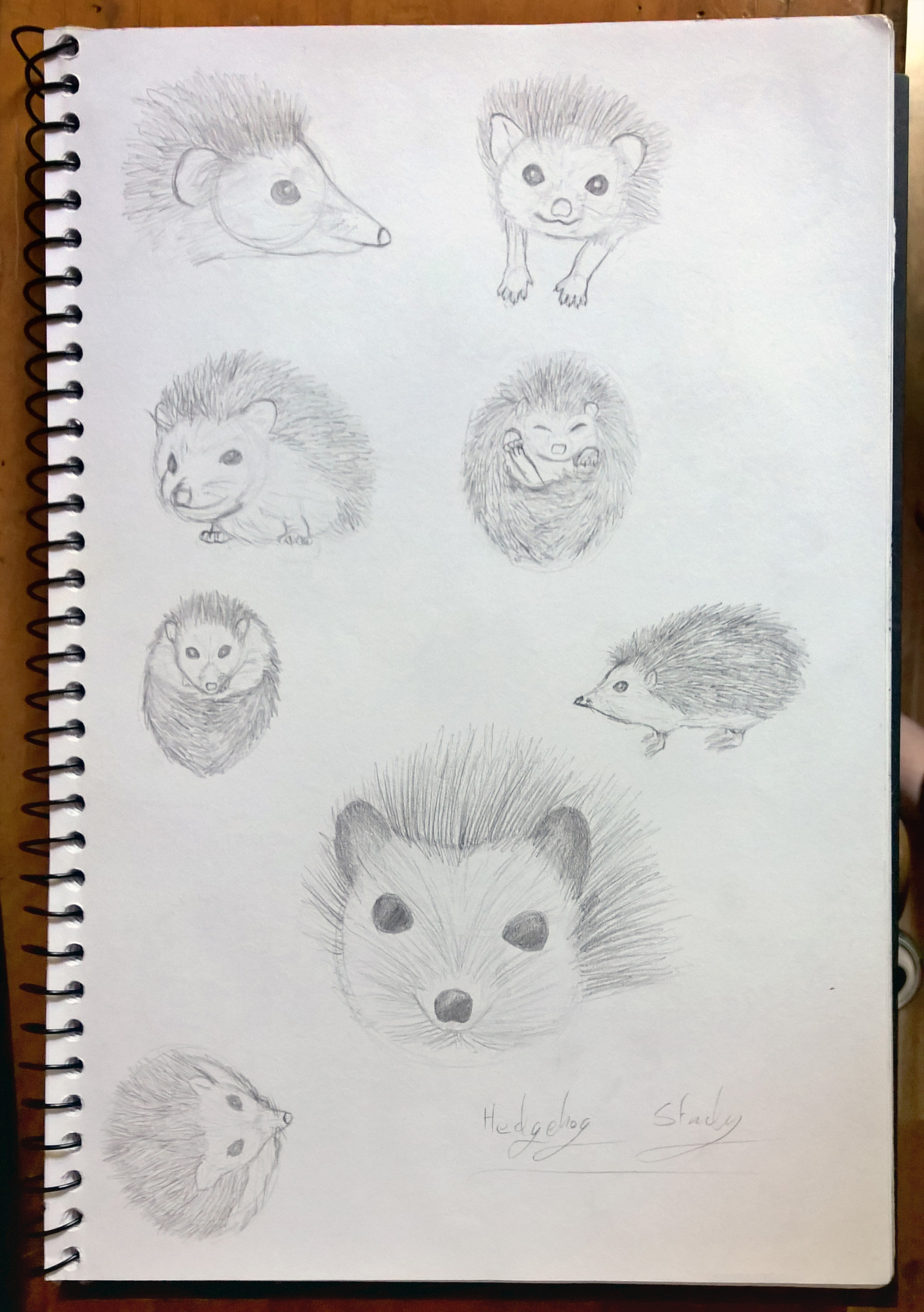 ArtStation - Page from Sketch Book - Hedgehog Study