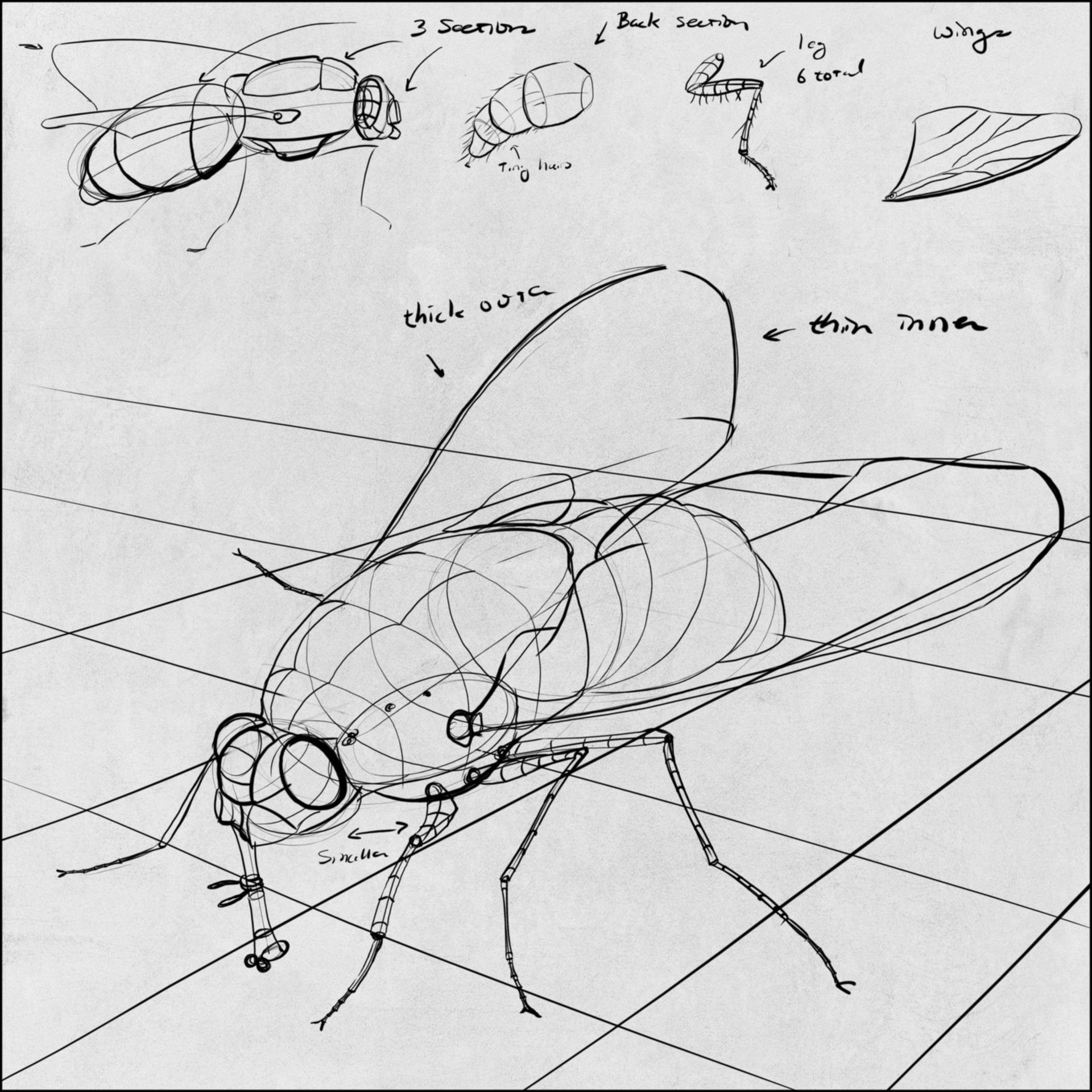 ArtStation - Drawing Insects And Arachnids