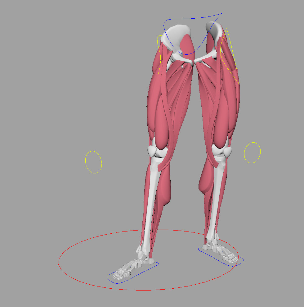 ArtStation - Leg Muscle System (Work In Progress)
