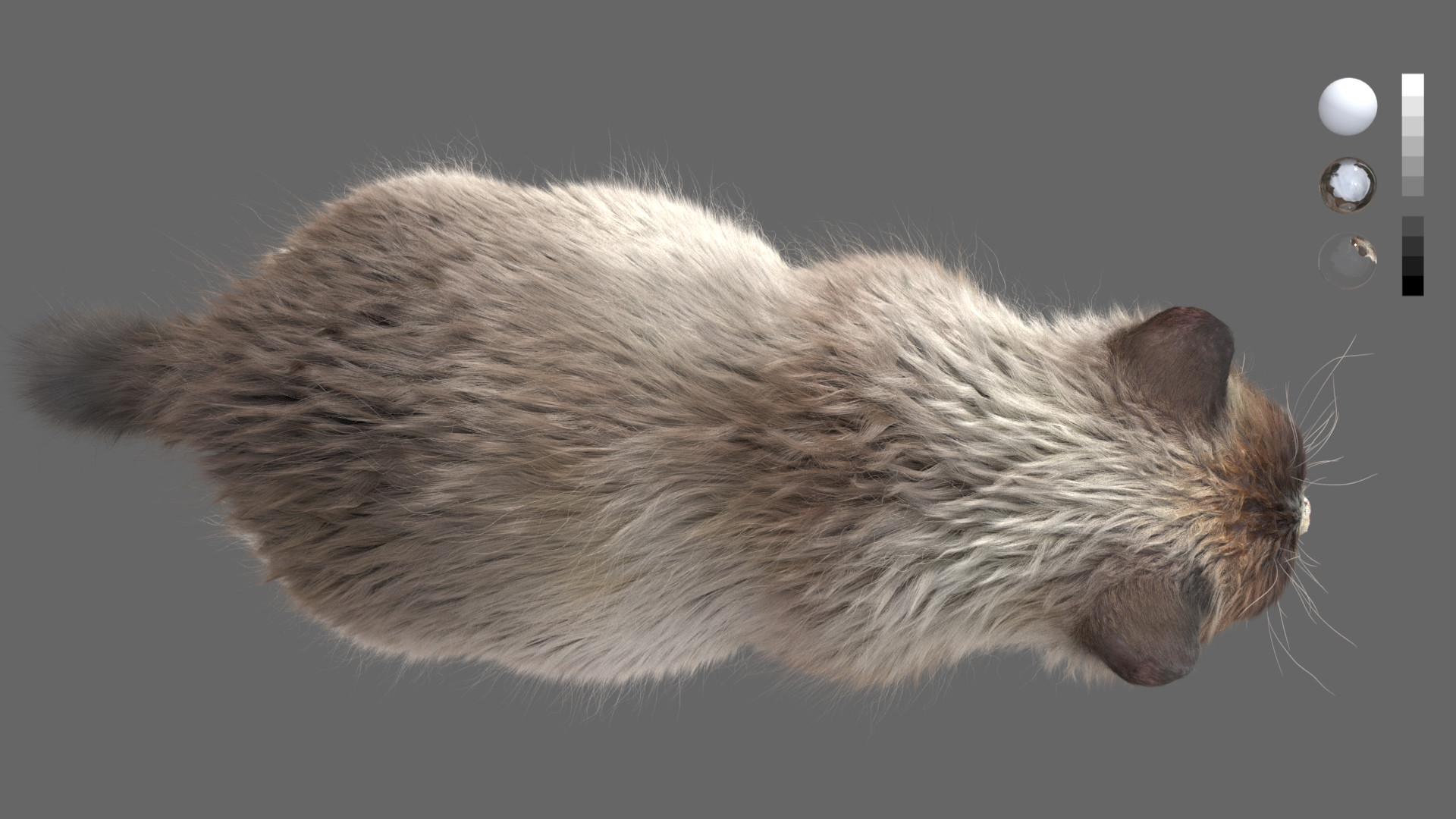 Yannick Vincent - Grumpy Cat