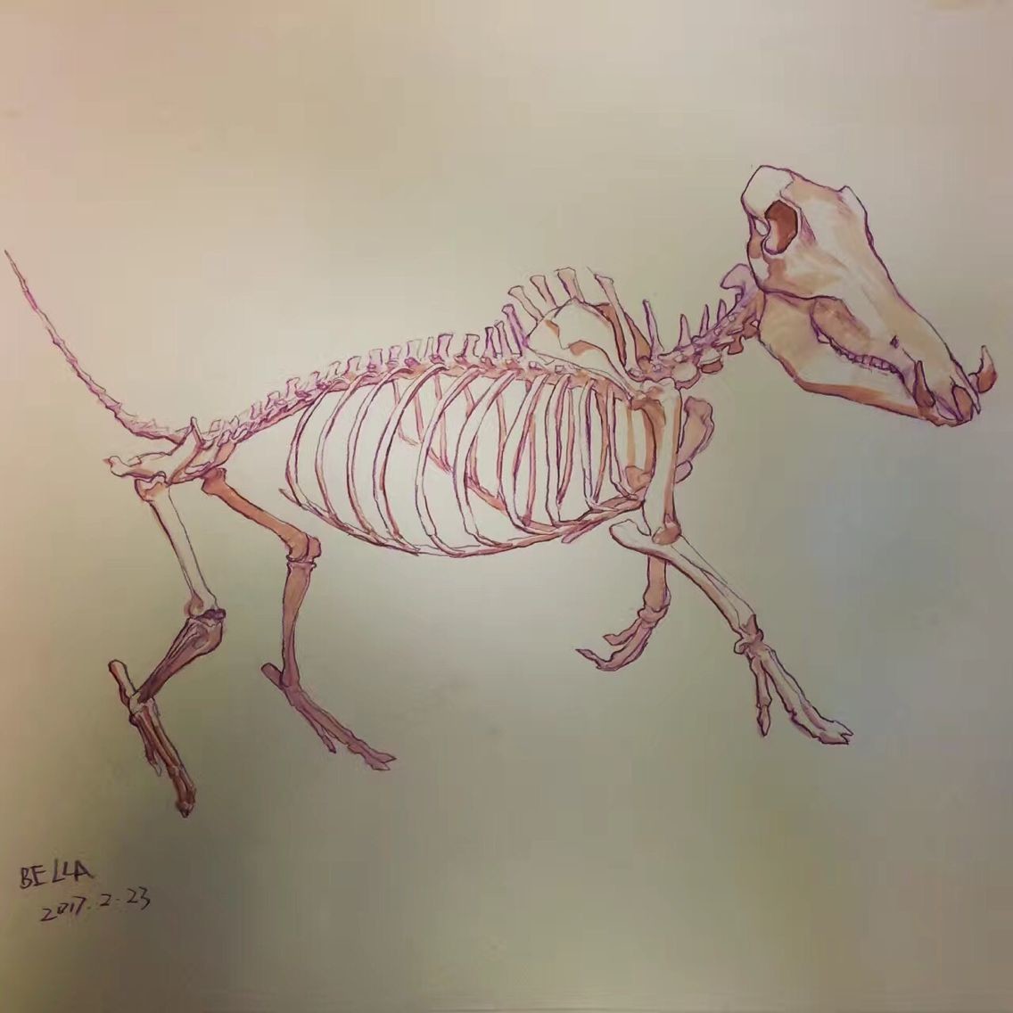 ArtStation - skeleton practice