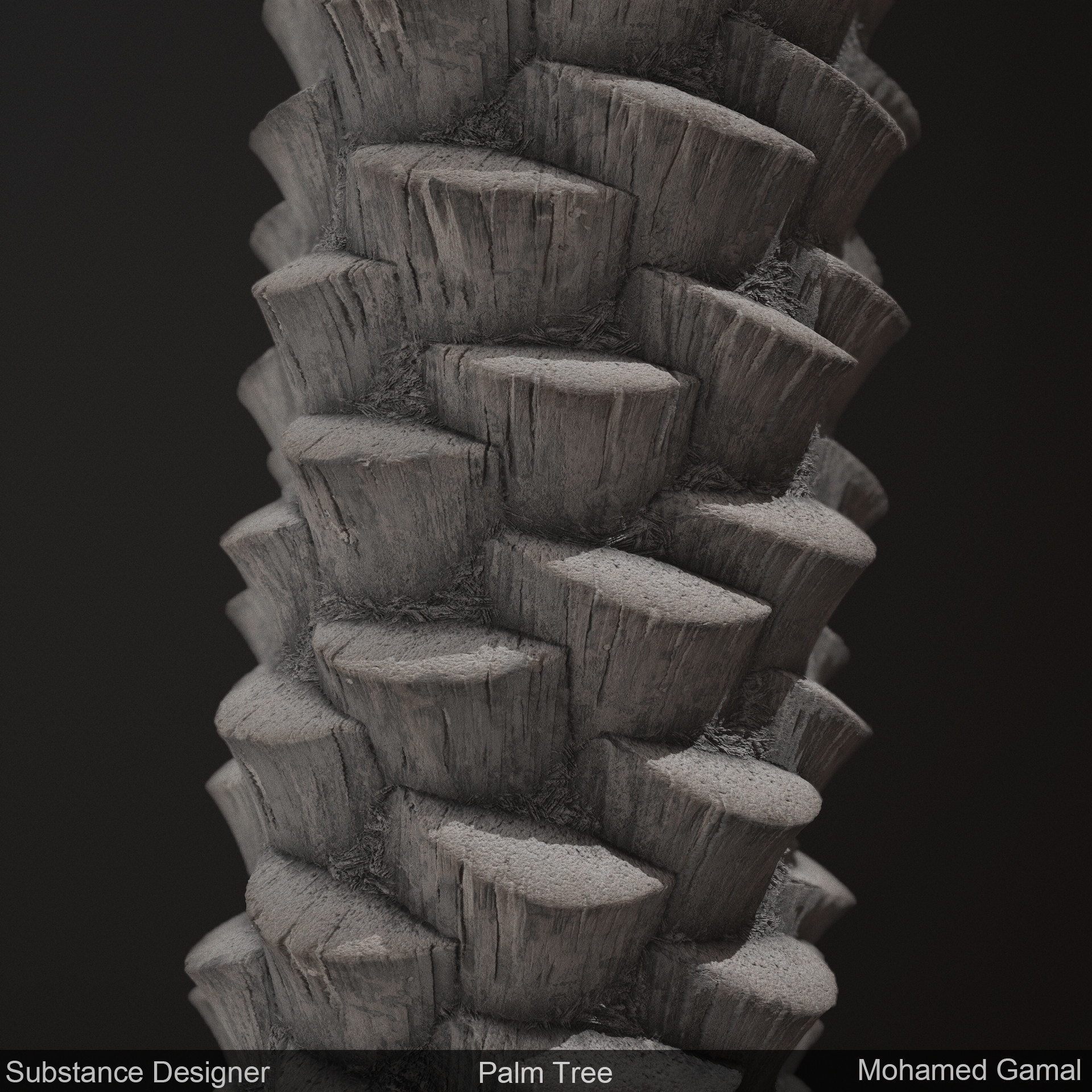 Mohamed Gamal - Palm Tree - Substance Designer
