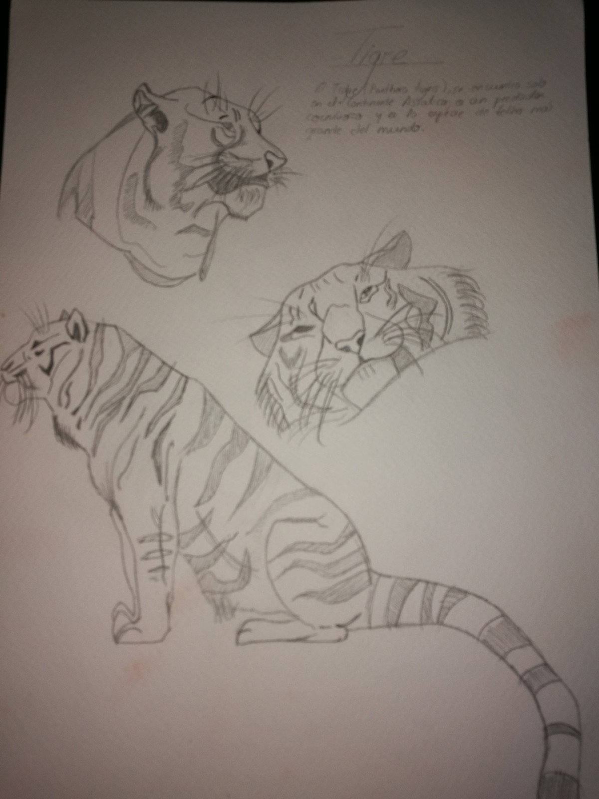 Daniel Martin martin - Animales