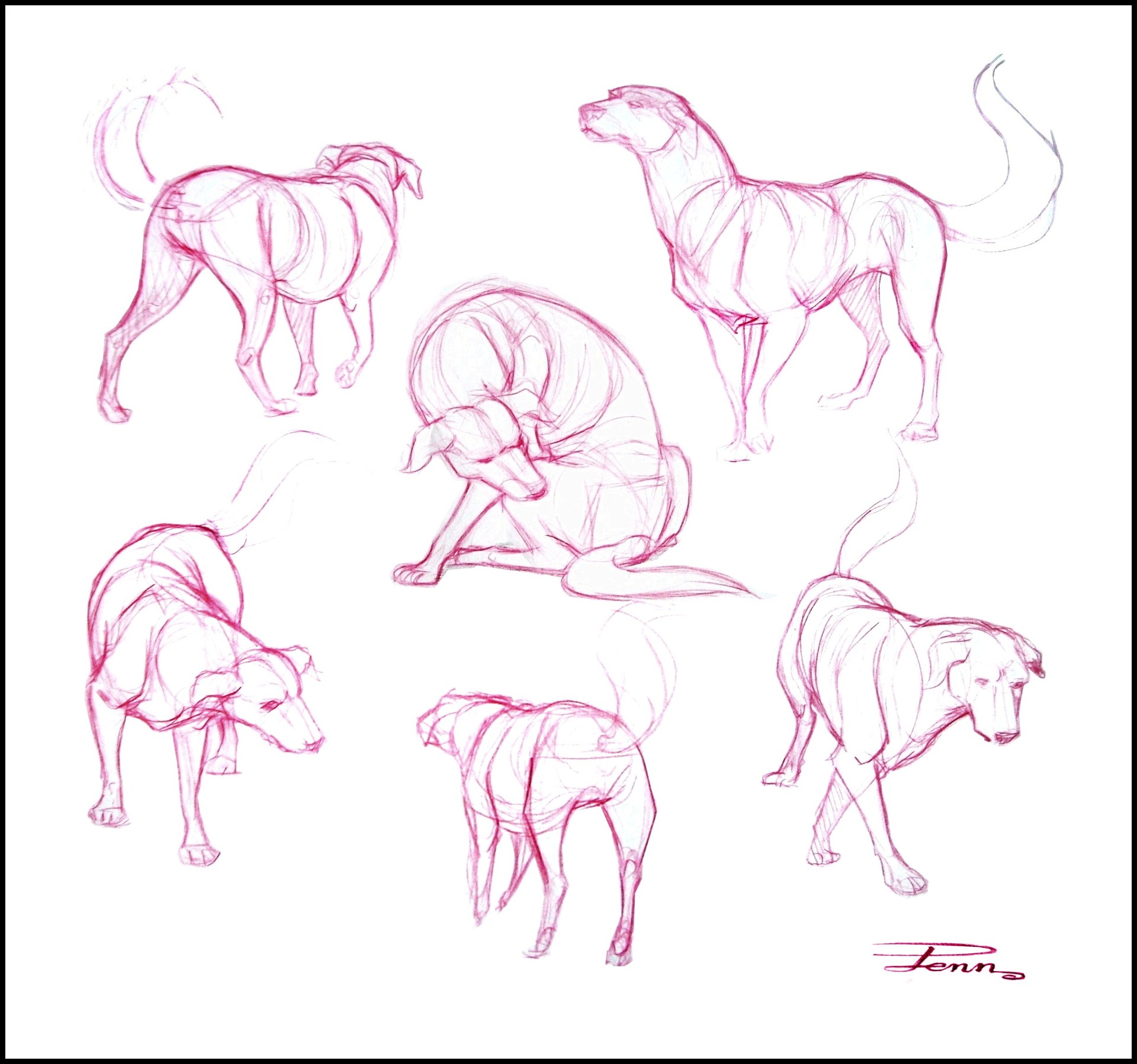 ArtStation - Dog sketch 02