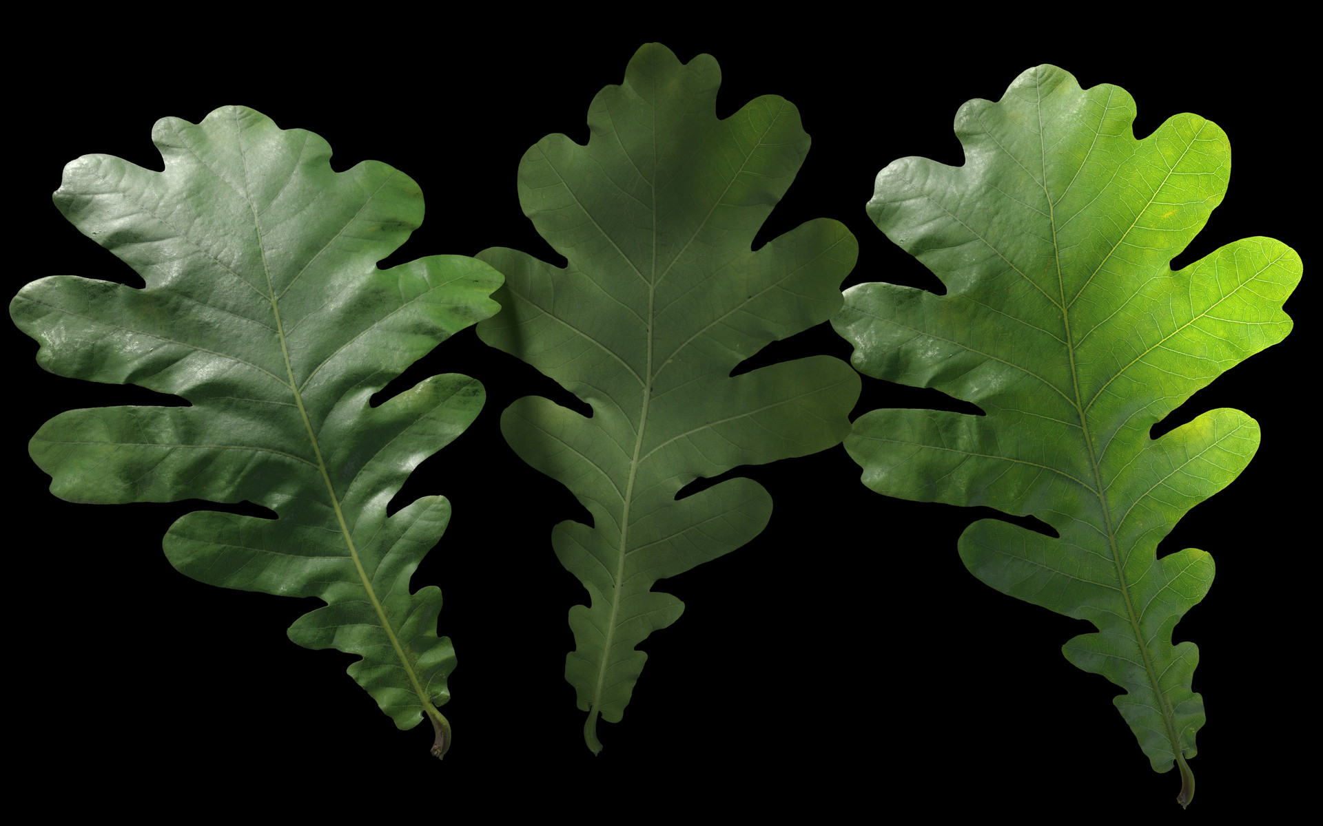 Jakub Dąbrowski - 3d leaf scans