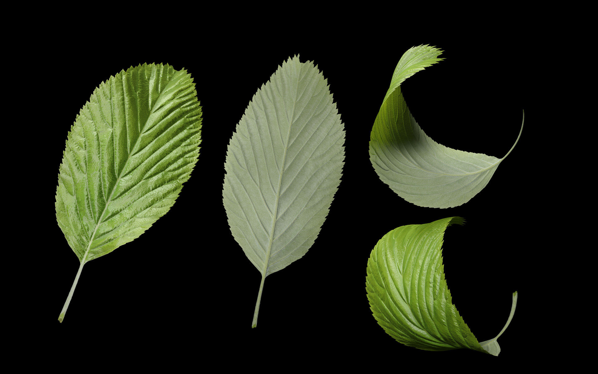Jakub Dąbrowski - 3d leaf scans
