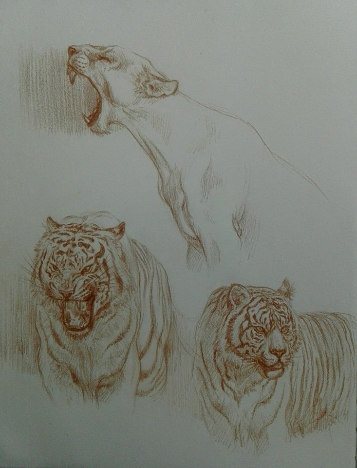 ArtStation - Tiger Study