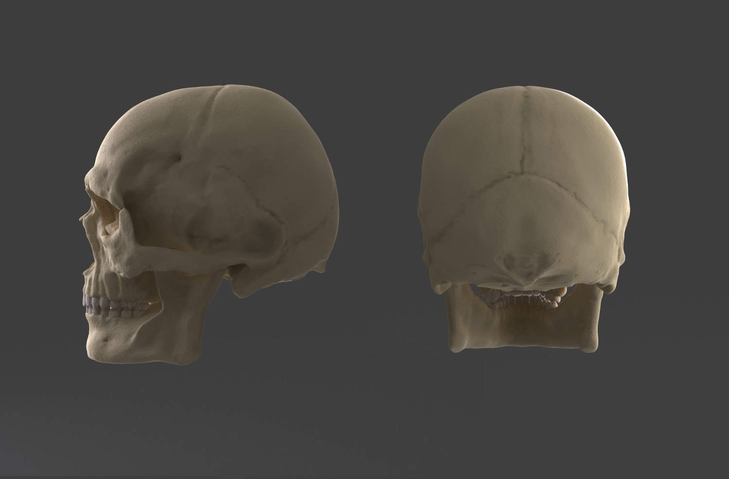 Leandro Lourenço - European Male Skull study.