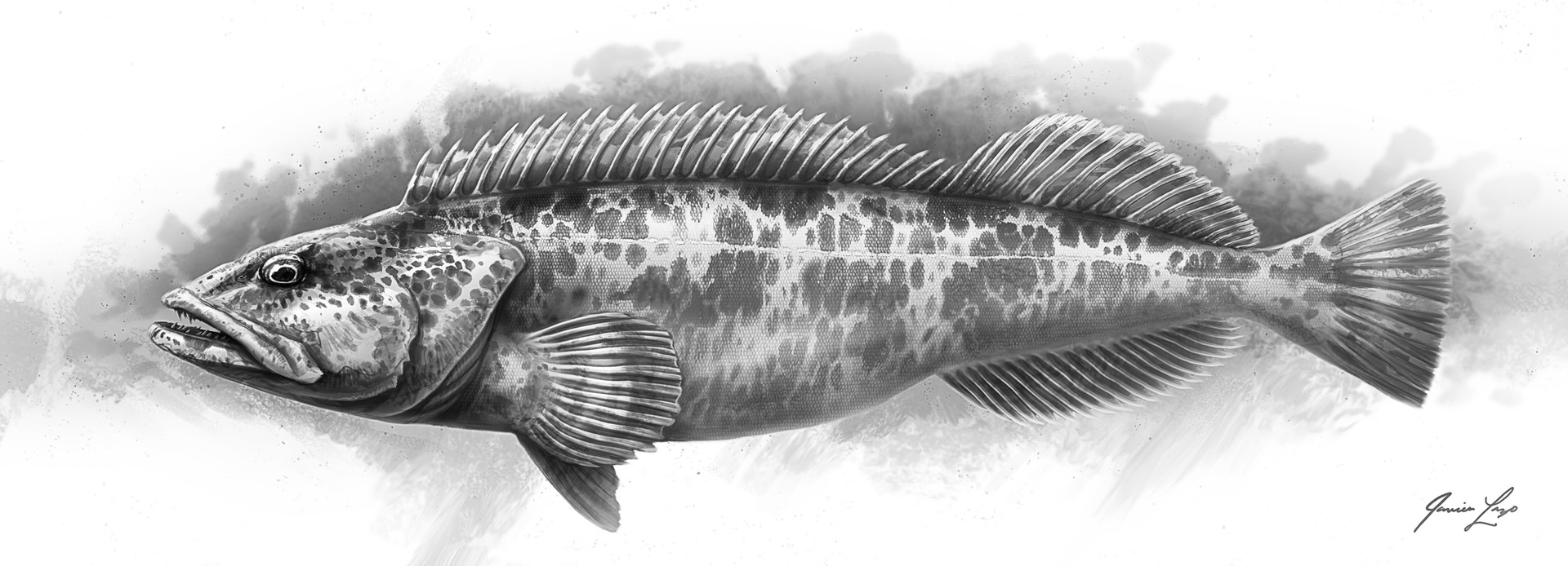 Javier Lazo - Rock Cods and a Ling