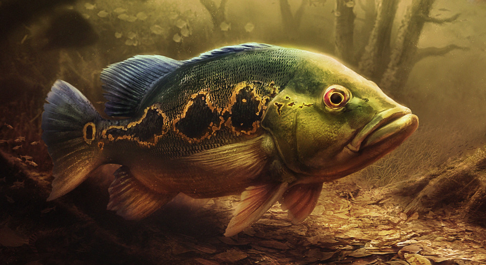 Peacock Bass Art Atelier Yuwaciaojp