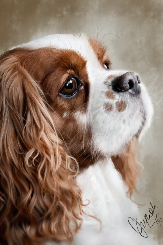 ArtStation - Drawing of Spaniel