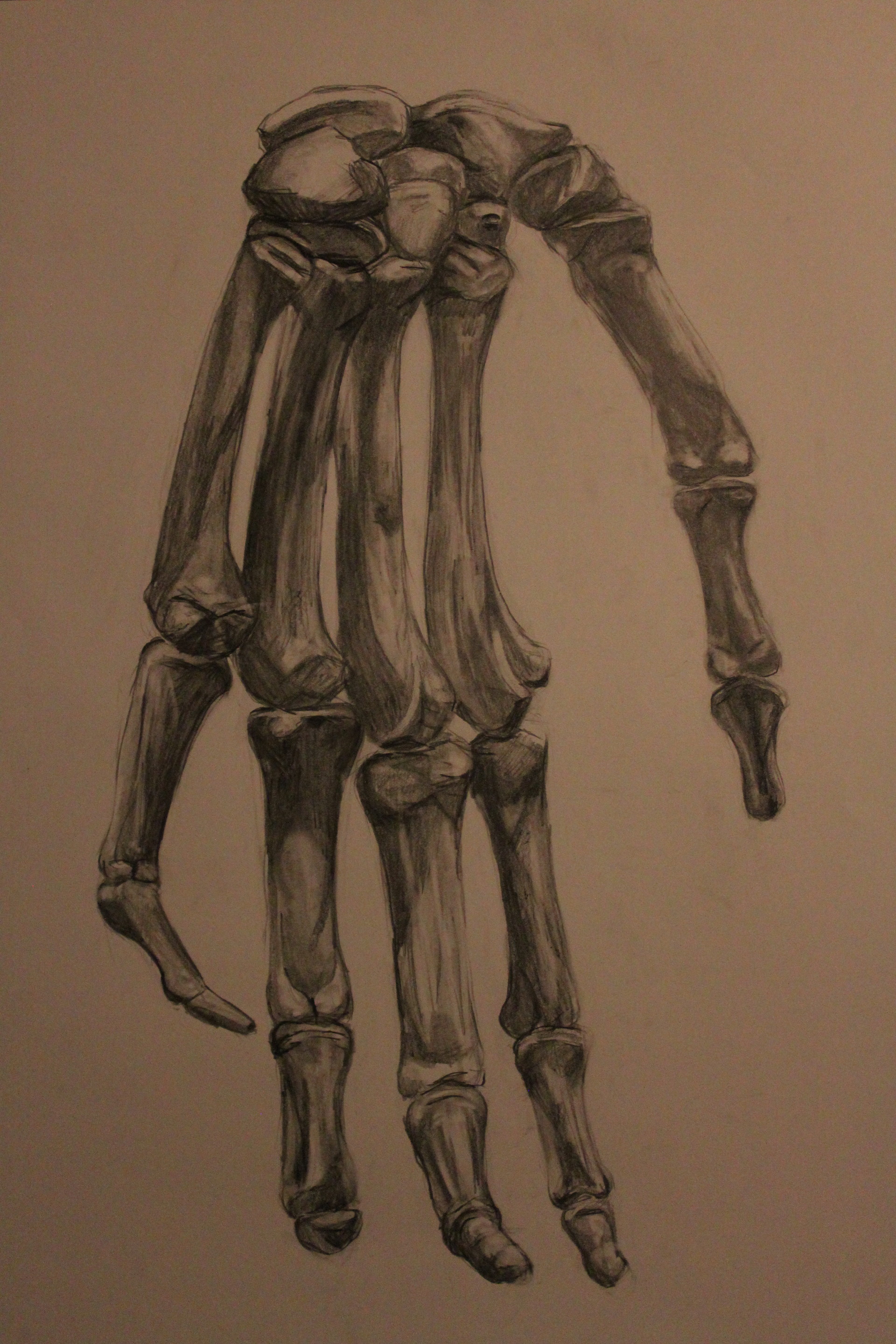 ArtStation - Skeletal Anatomy Drawings