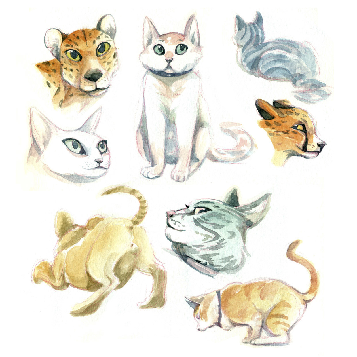 ArtStation - Cat studies