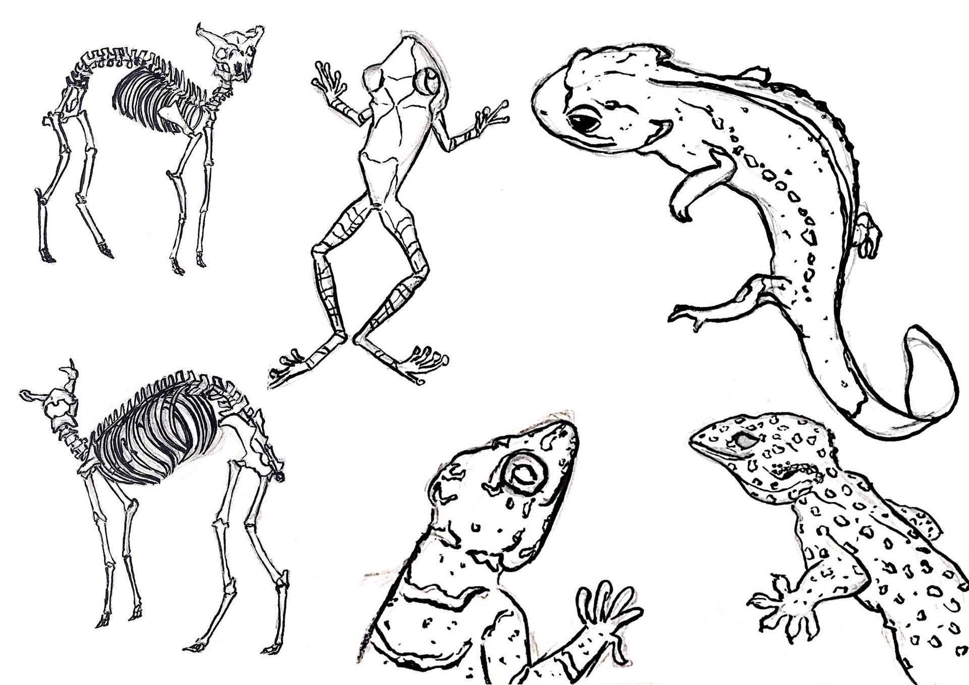 ArtStation - Animal Studies