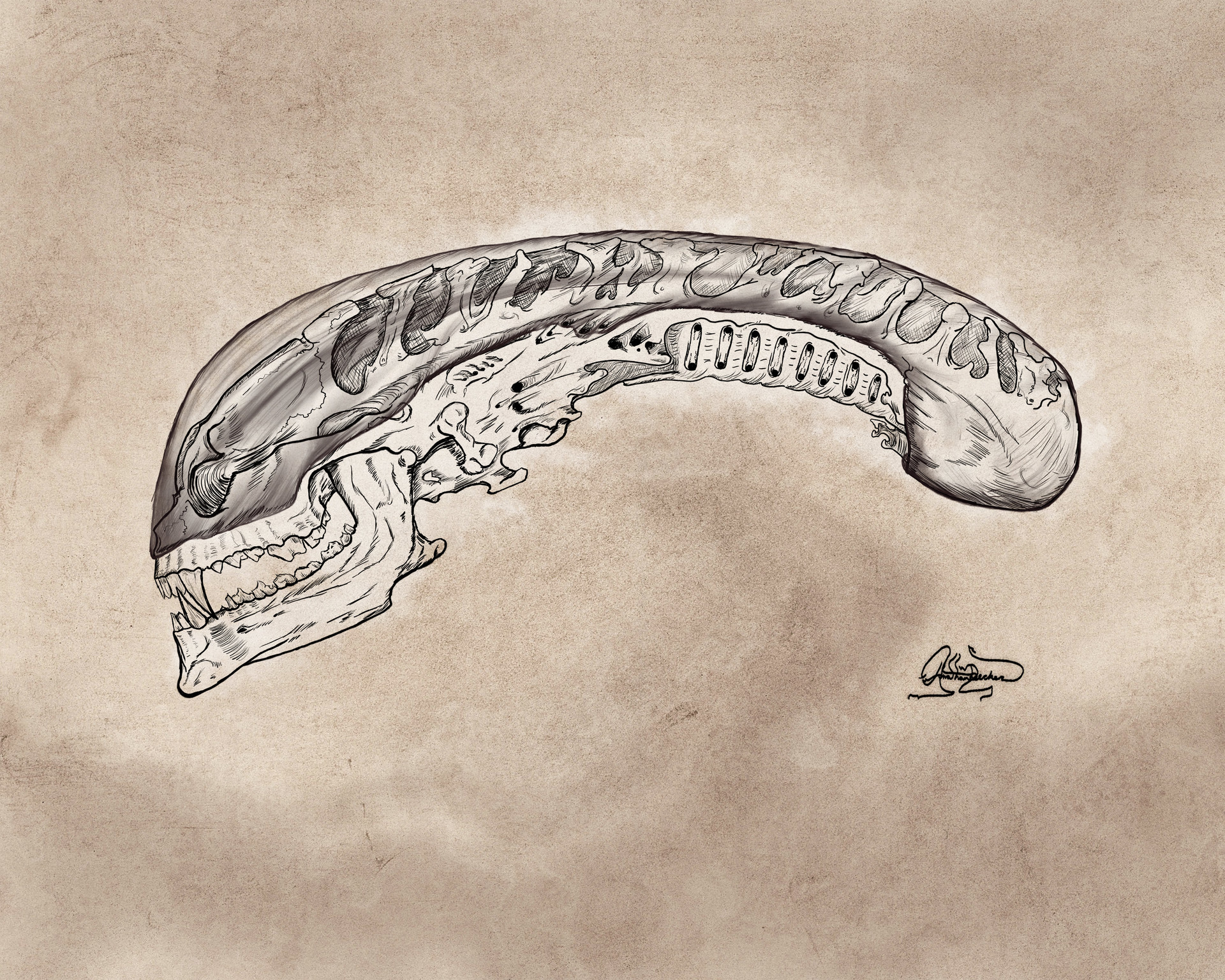 ArtStation - Alien Skulls