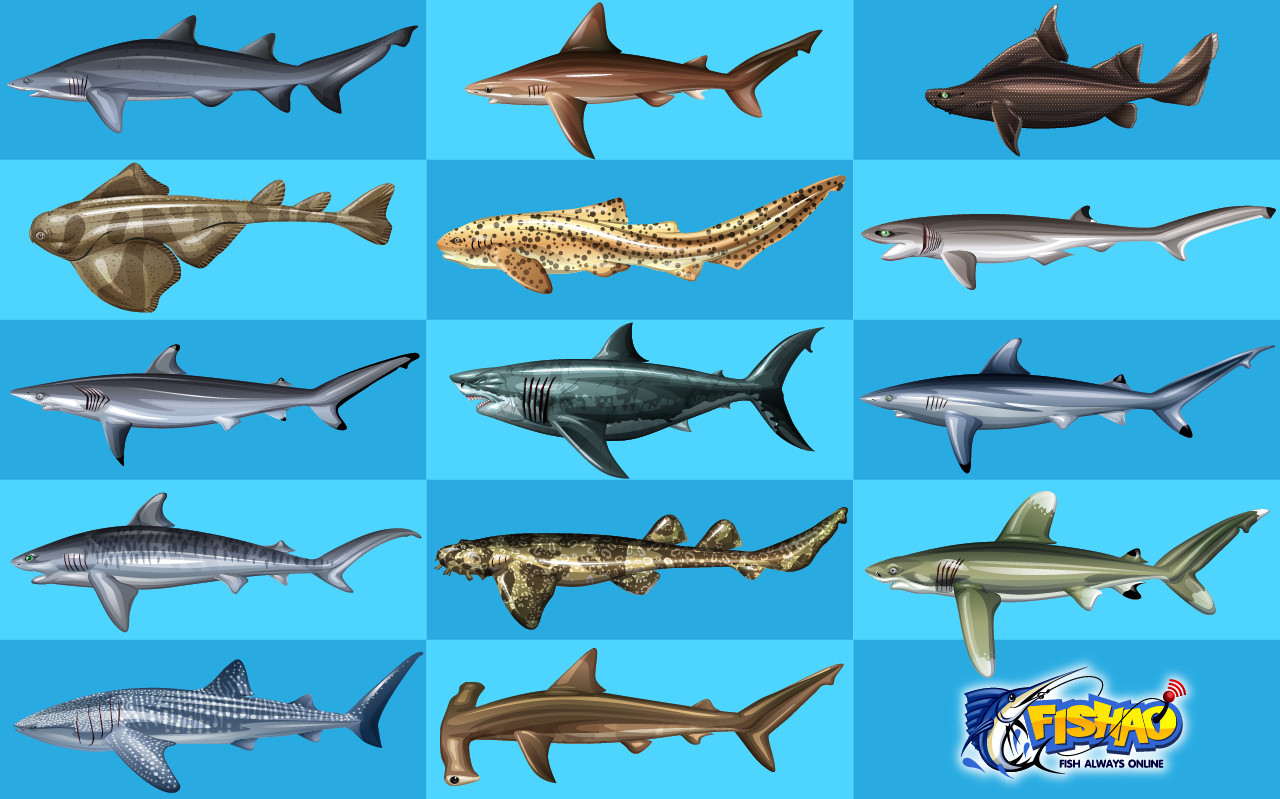 ArtStation - FISHAO Fish Shark 03