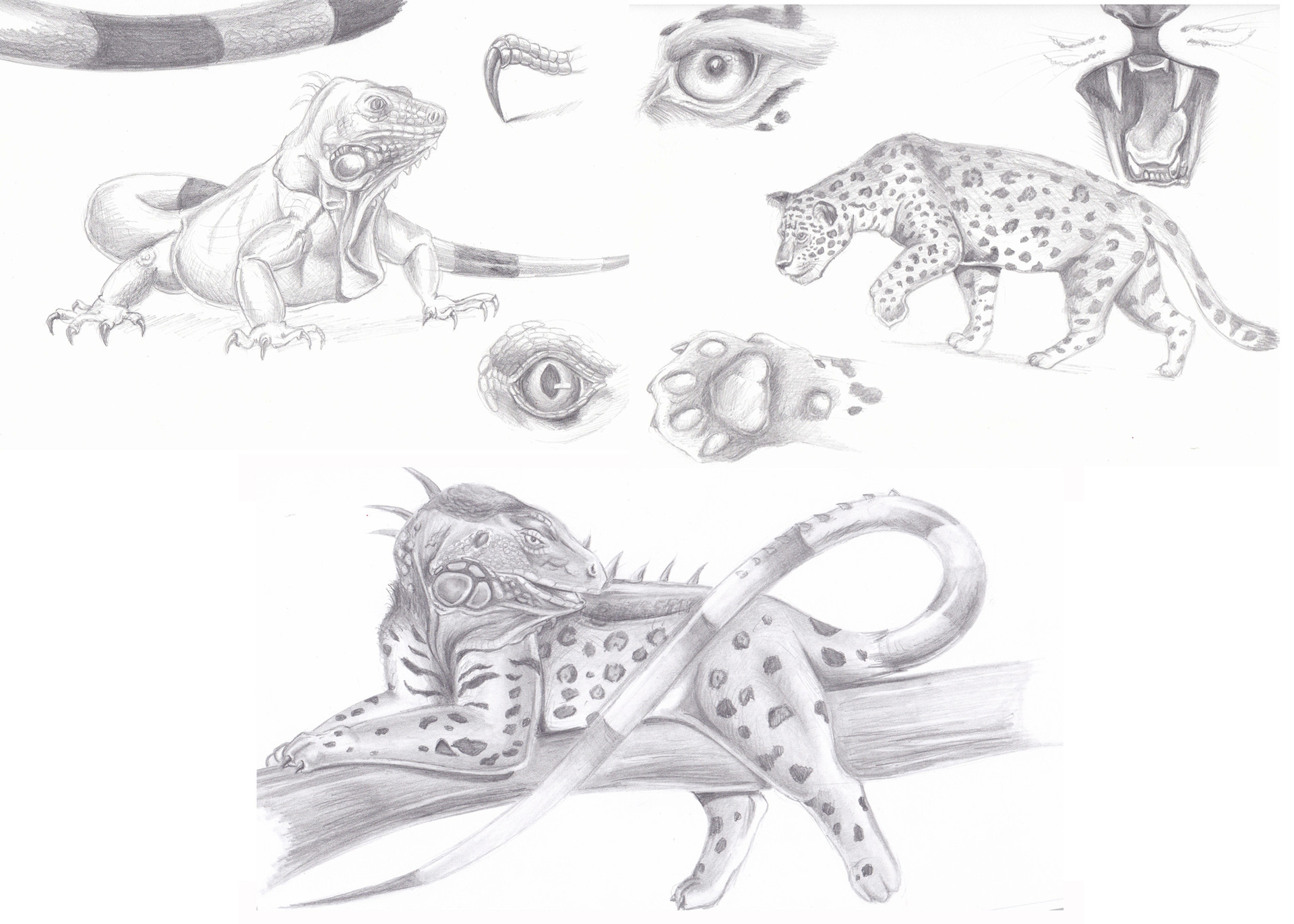 David Parzych - Illustrations