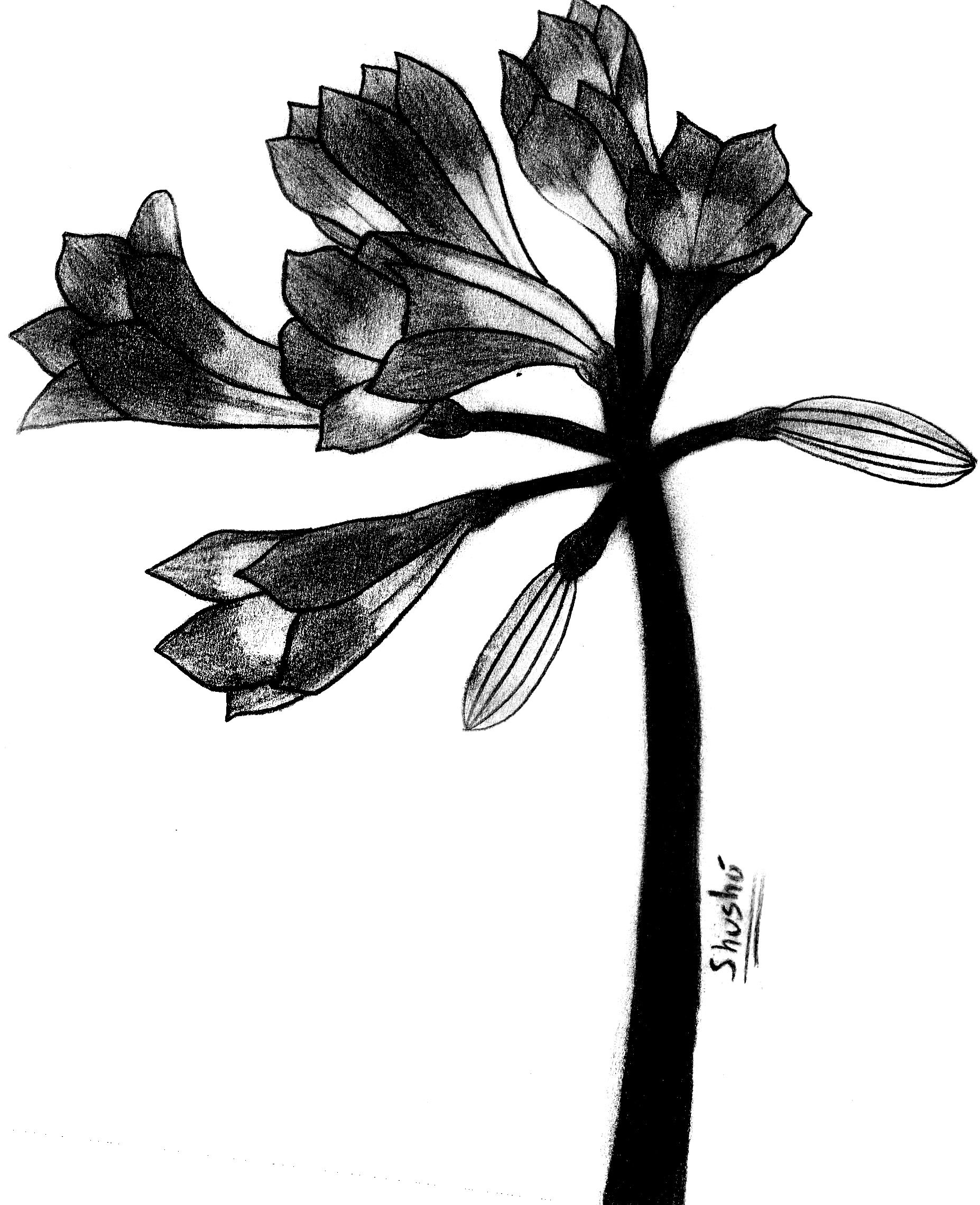 ArtStation - The most beautiful flower