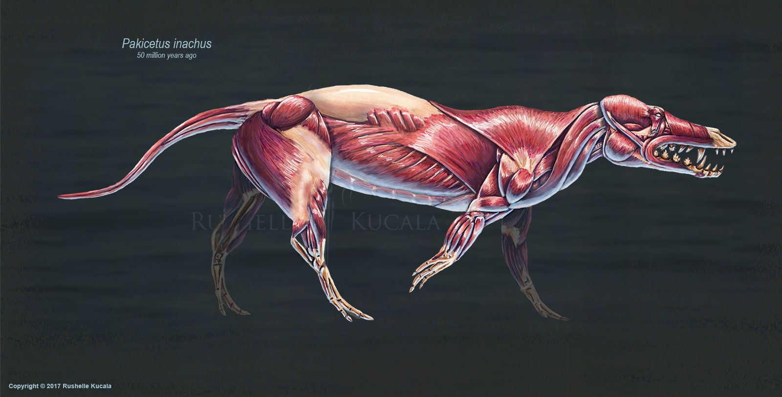 Rushelle Kucala - Pakicetus Inachus Muscle Study