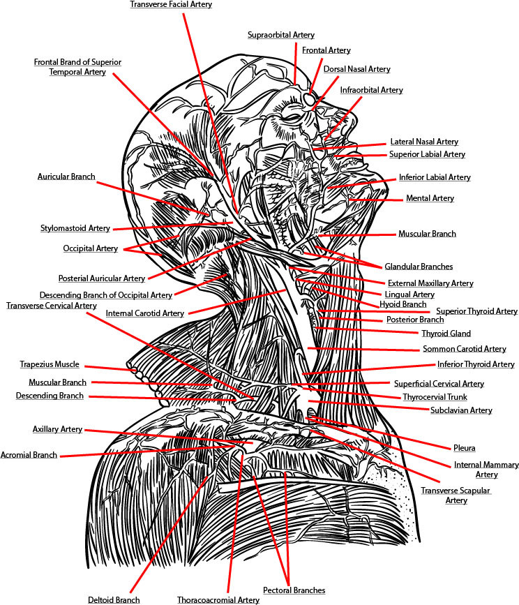 ArtStation - Muscular Anatomy