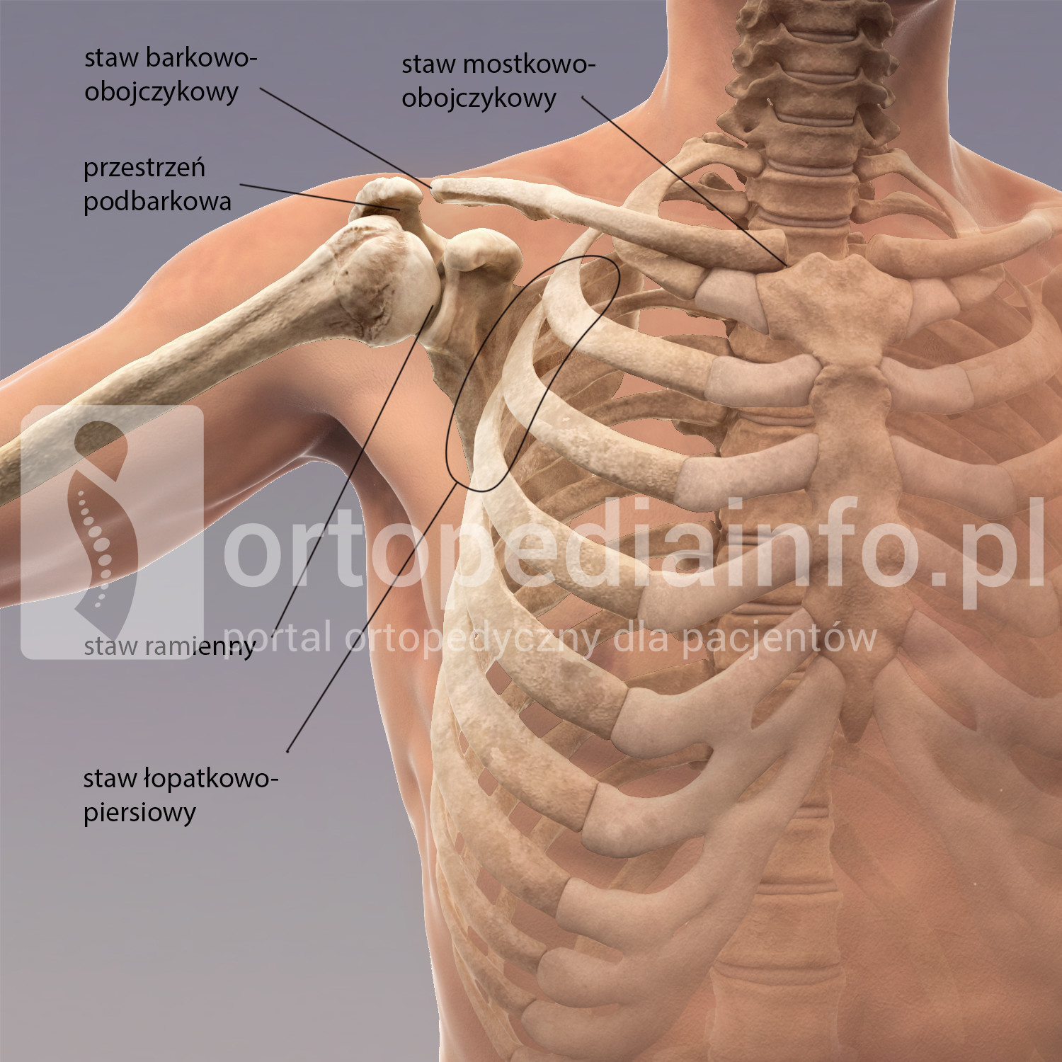 ArtStation - Anatomy renderings